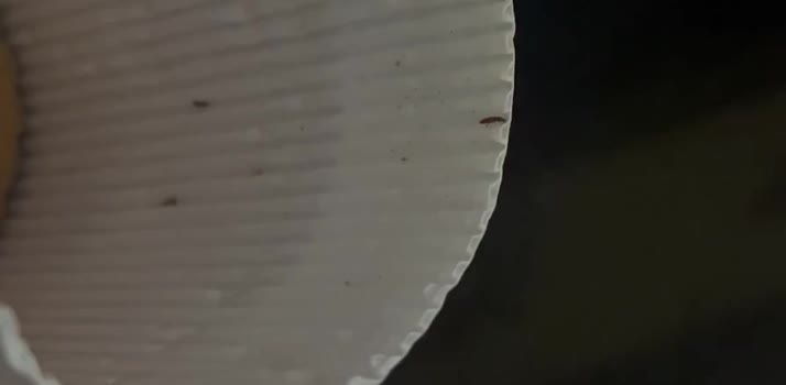 Ülker Böcekli Probis Bisküvi - Şikayetvar