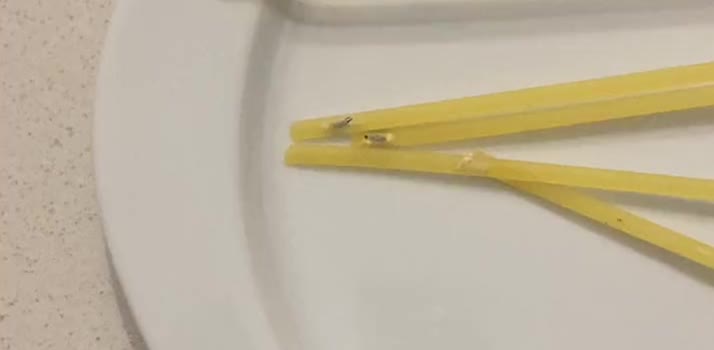 Barilla Gıda Barilla'dan Böcekli Sürpriz! - Şikayetvar