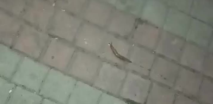 Kiptaş Tuzla 2.Etap Sitesinde Sümüklü Böcek Sorunu - Şikayetvar