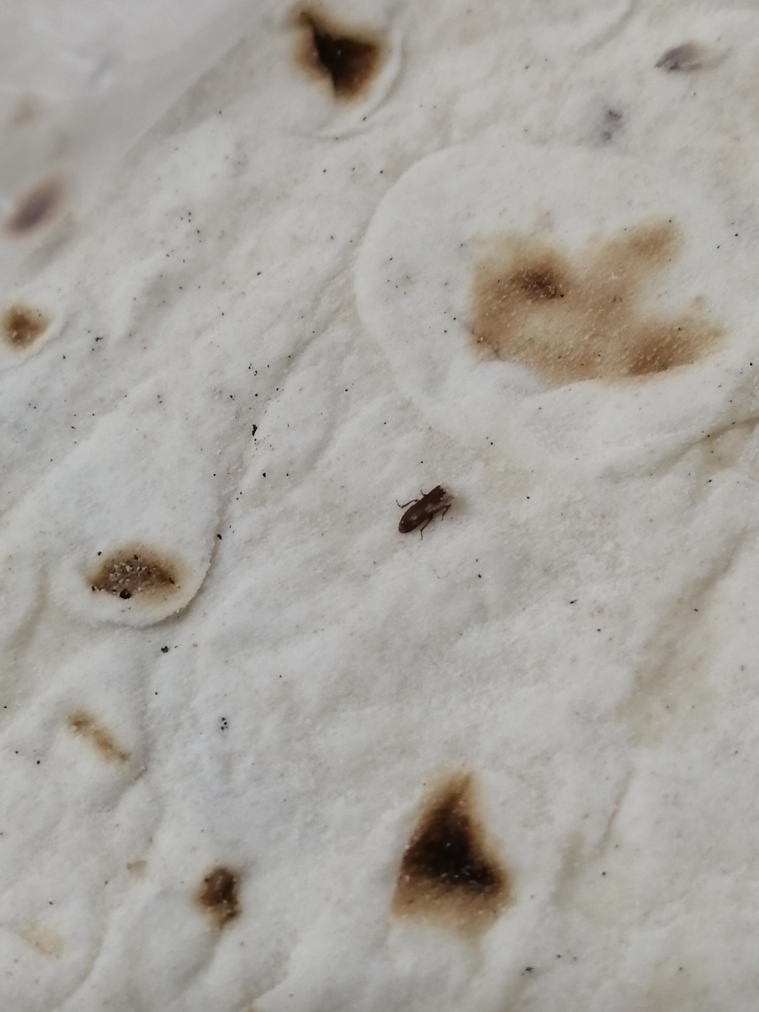 BİM Marketten Alınan Yufkalarda (sebit) Böcek Çıktı - Şikayetvar