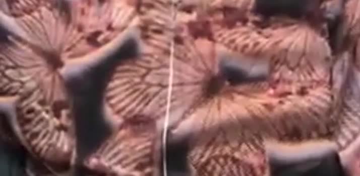 Moda Nihan Üst Kumaşta Çizik Var - Şikayetvar