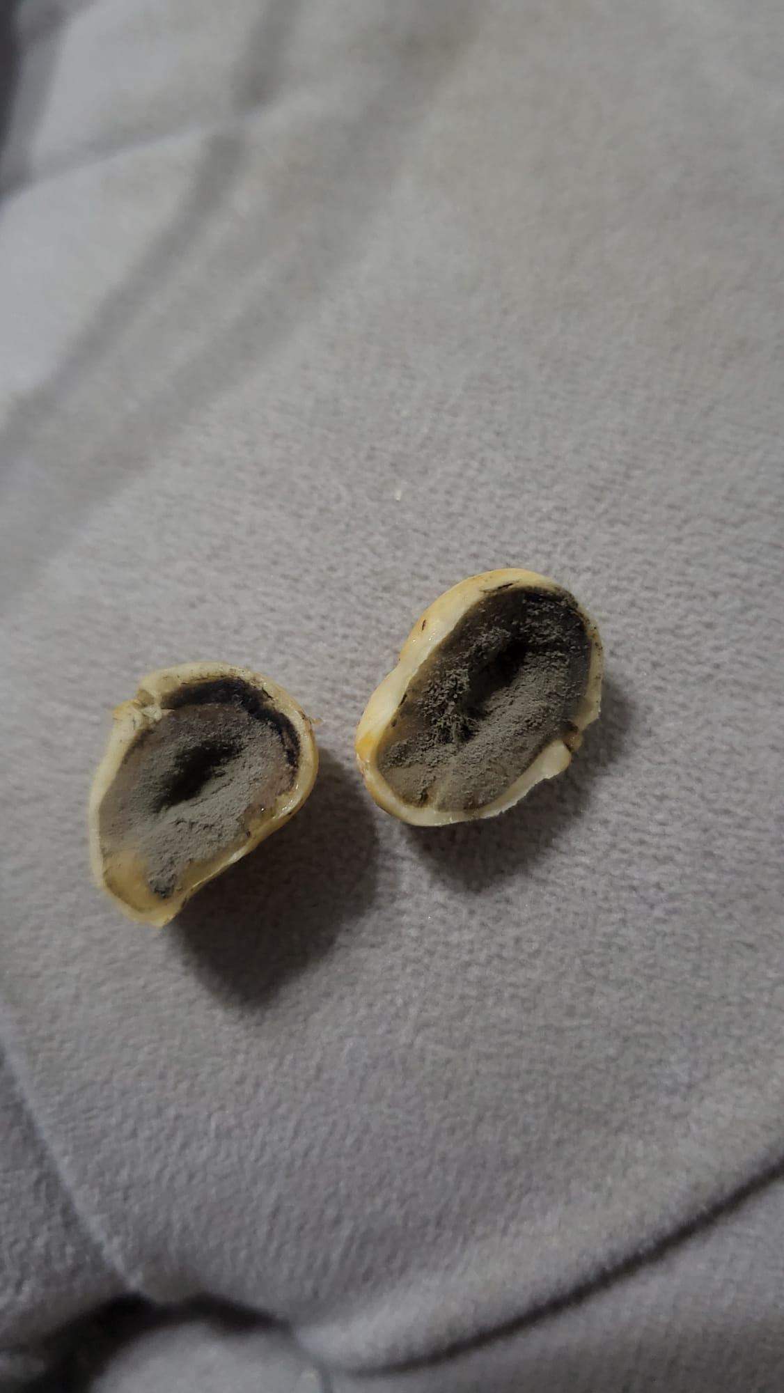 Gold Harvest Kuruyemiş Master Nutx Karışık Kuruyemiş Küflü - Şikayetvar