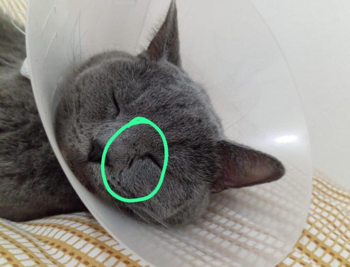 Via Veteriner Kliniği (Ankara) Via Veteriner Hayvanları Ölüme İtmekte ...