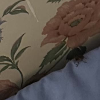 Prontotour İtalya Şikayetleri - Şikayetvar