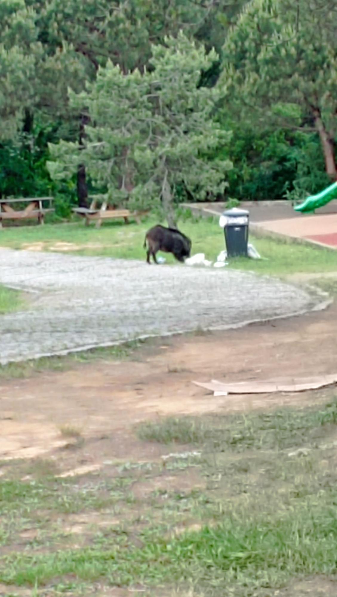 Kemerburgaz Kent Ormanı Çevrede Yabani Hayvanlar! - Şikayetvar