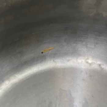 Anadolu Mutfağı Markasının Kurtlu Buğday Ürünü Satması - Şikayetvar