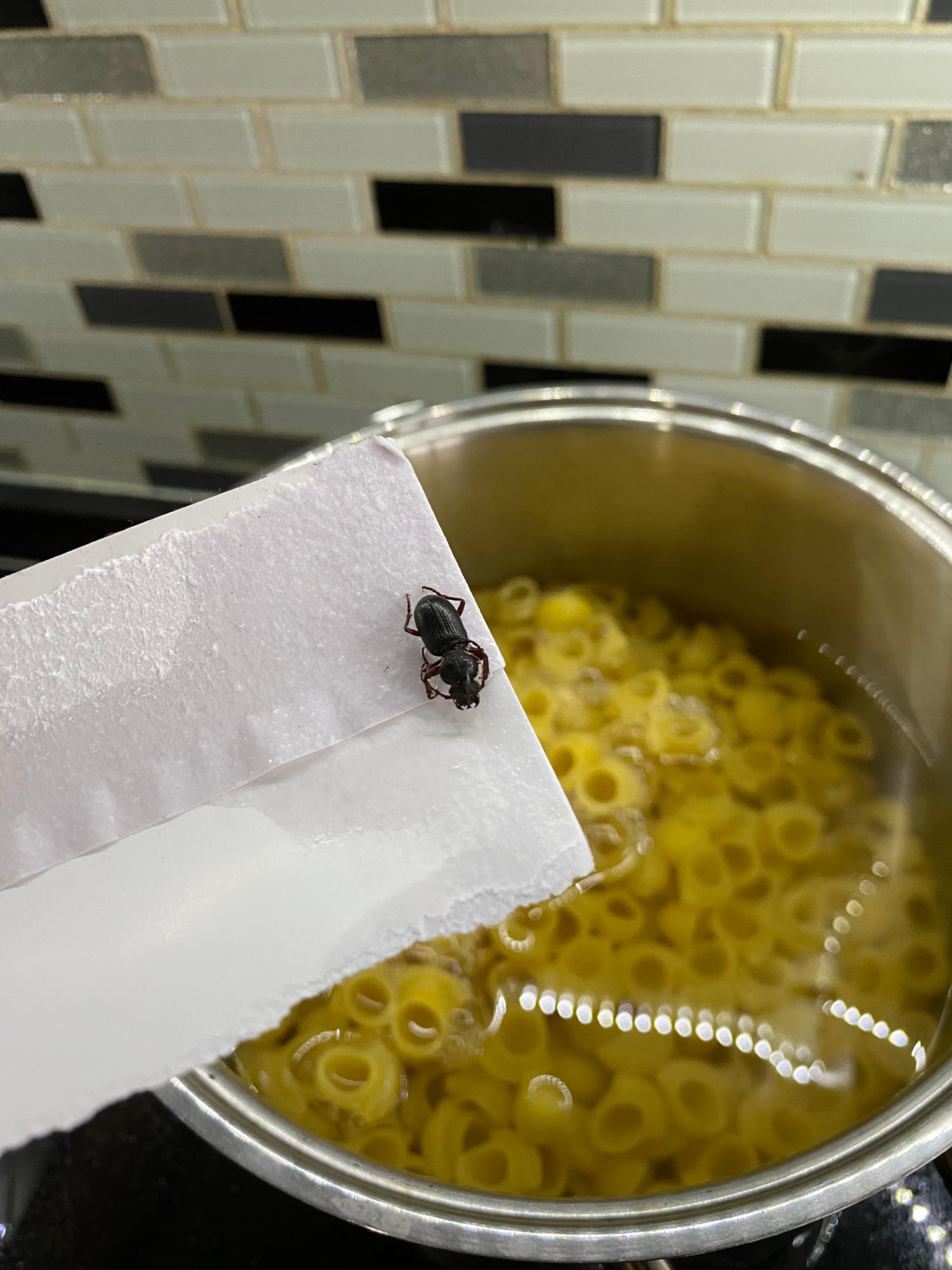 Nuh'un Ankara Makarnası Nuhun Ankara Mantı Böceği - Şikayetvar