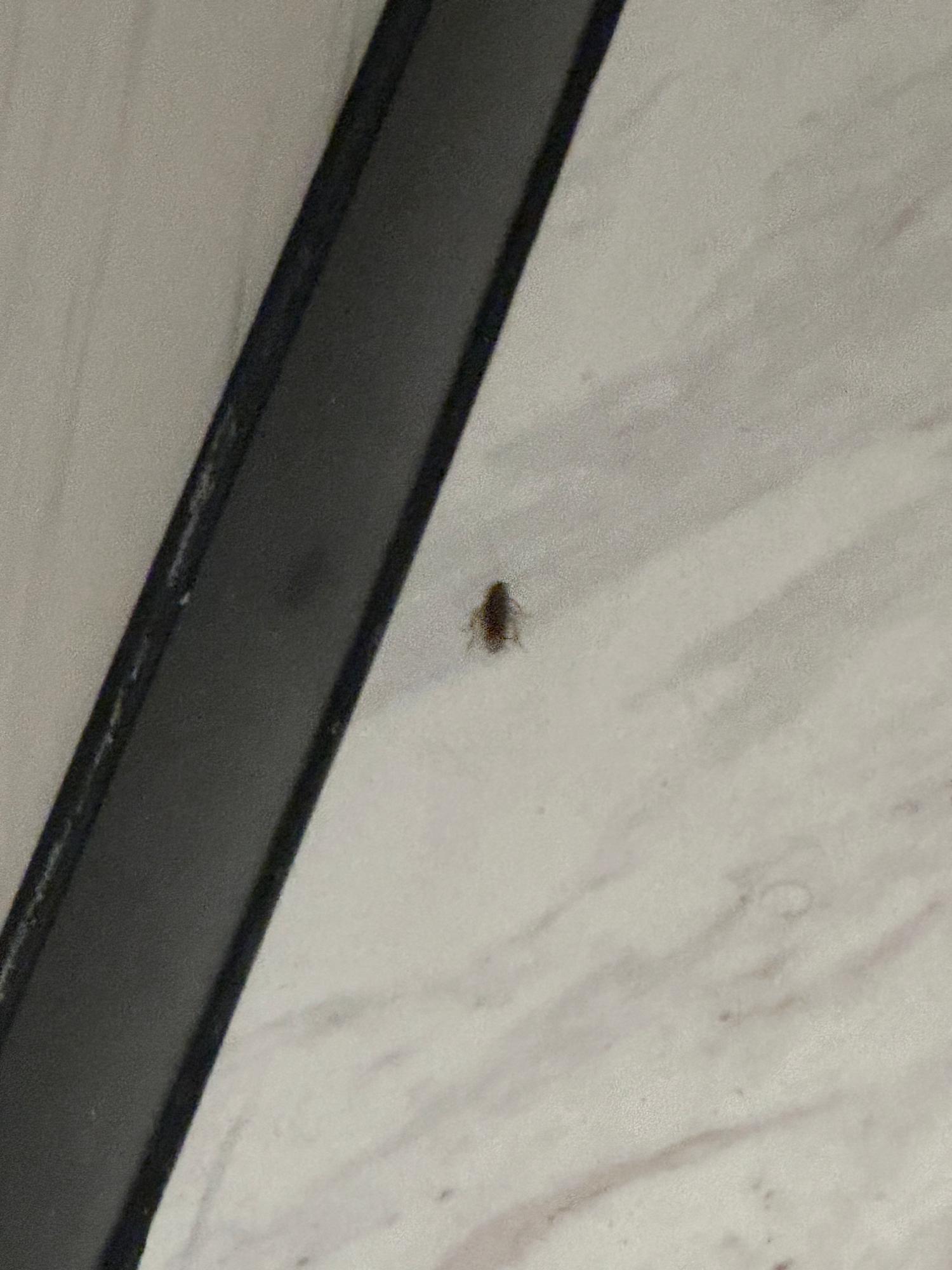 Metropol İstanbul Tuvalette Hamam Böceği Var - Şikayetvar