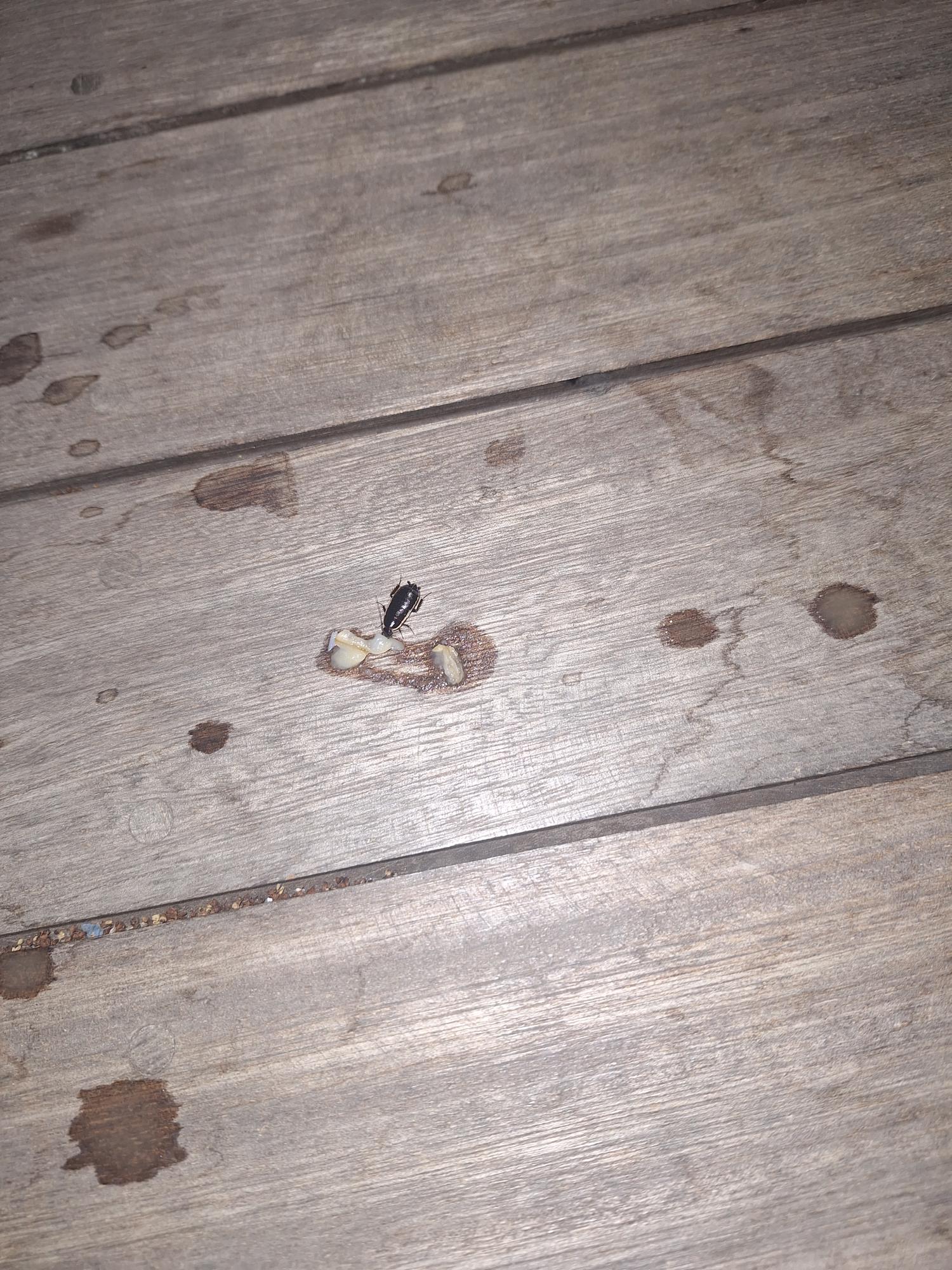 Hilltown AVM İstanbul Aydınevler Hilltown AVM Isıran Tahta Kurusu Böcek ...