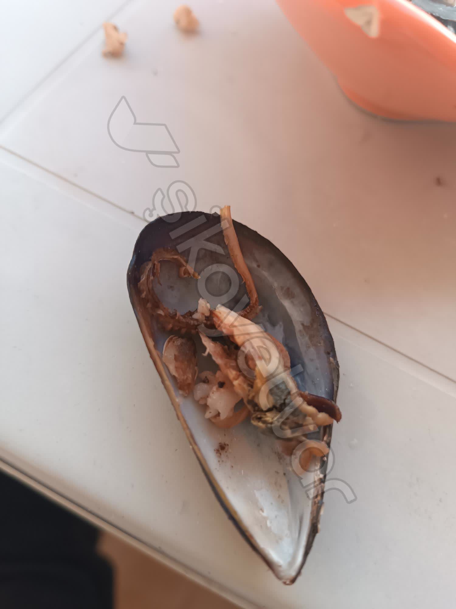 Midyeci Sülo Midyeleri İçinde Bulunan Yeşil Mide Kaldırmayan Şeyler ...