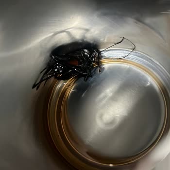 BİM Teatone Karpuz Çilek Aromalı İce Tea - Şikayetvar