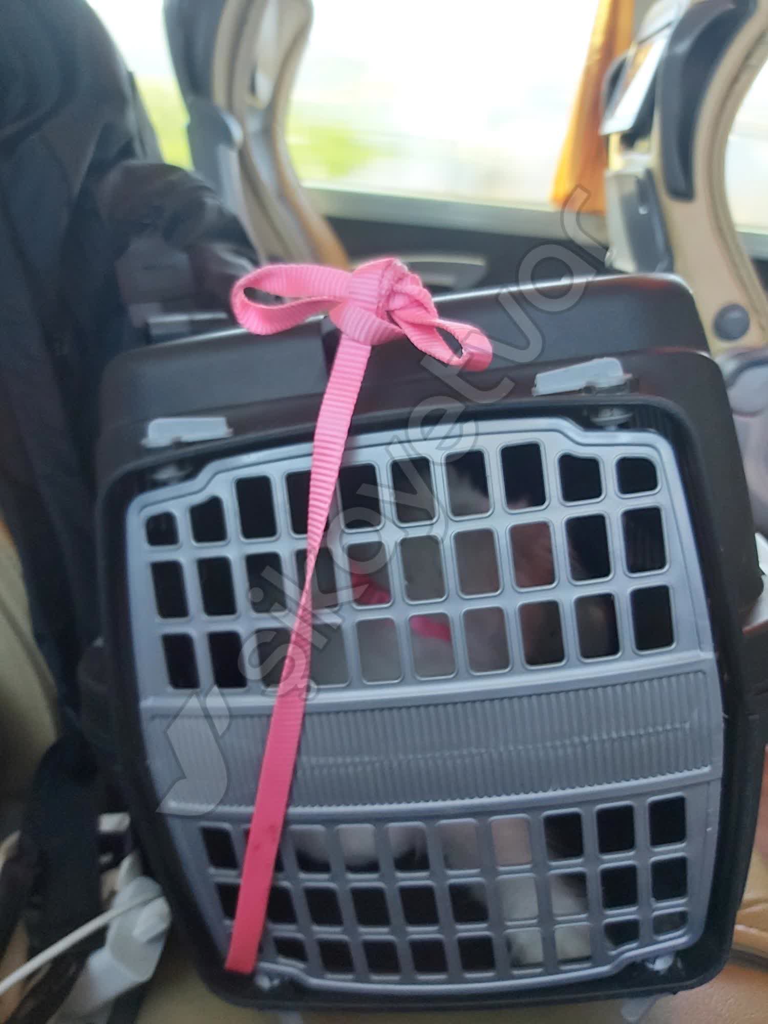 Kamil Koç ile Seyahatimde Hayvan Taşıma Sorunu - Şikayetvar