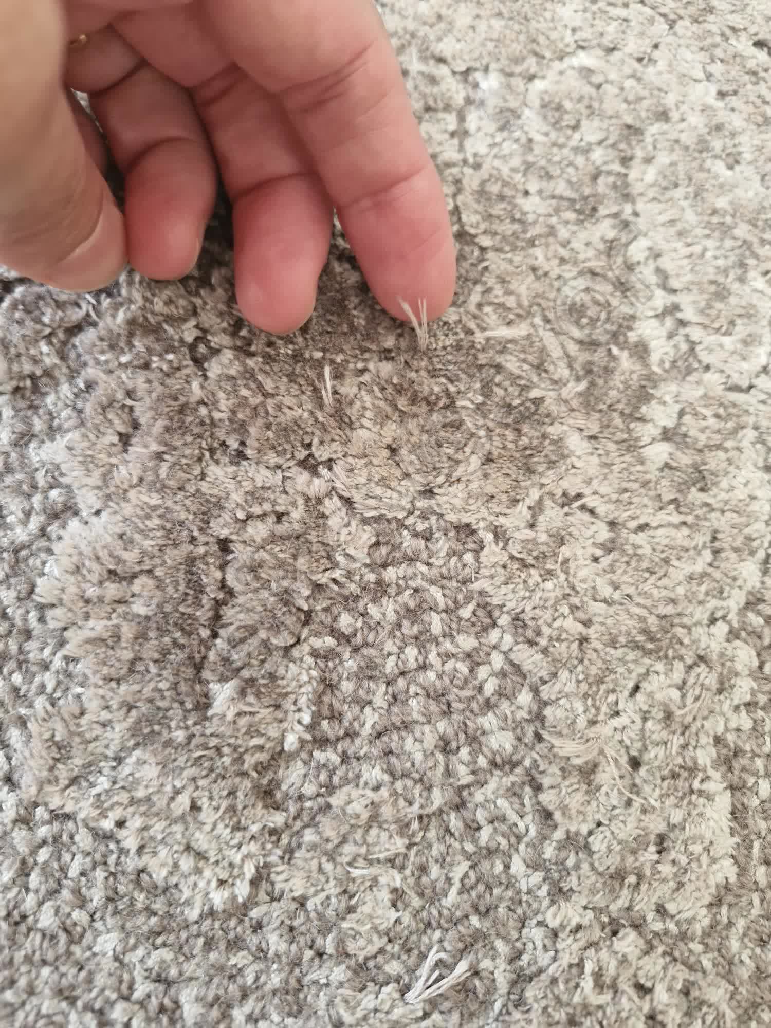 Step Halıcılık Step Halı'da Uyuz Köpek Görüntüsü ve Müşteri İlişkileri ...