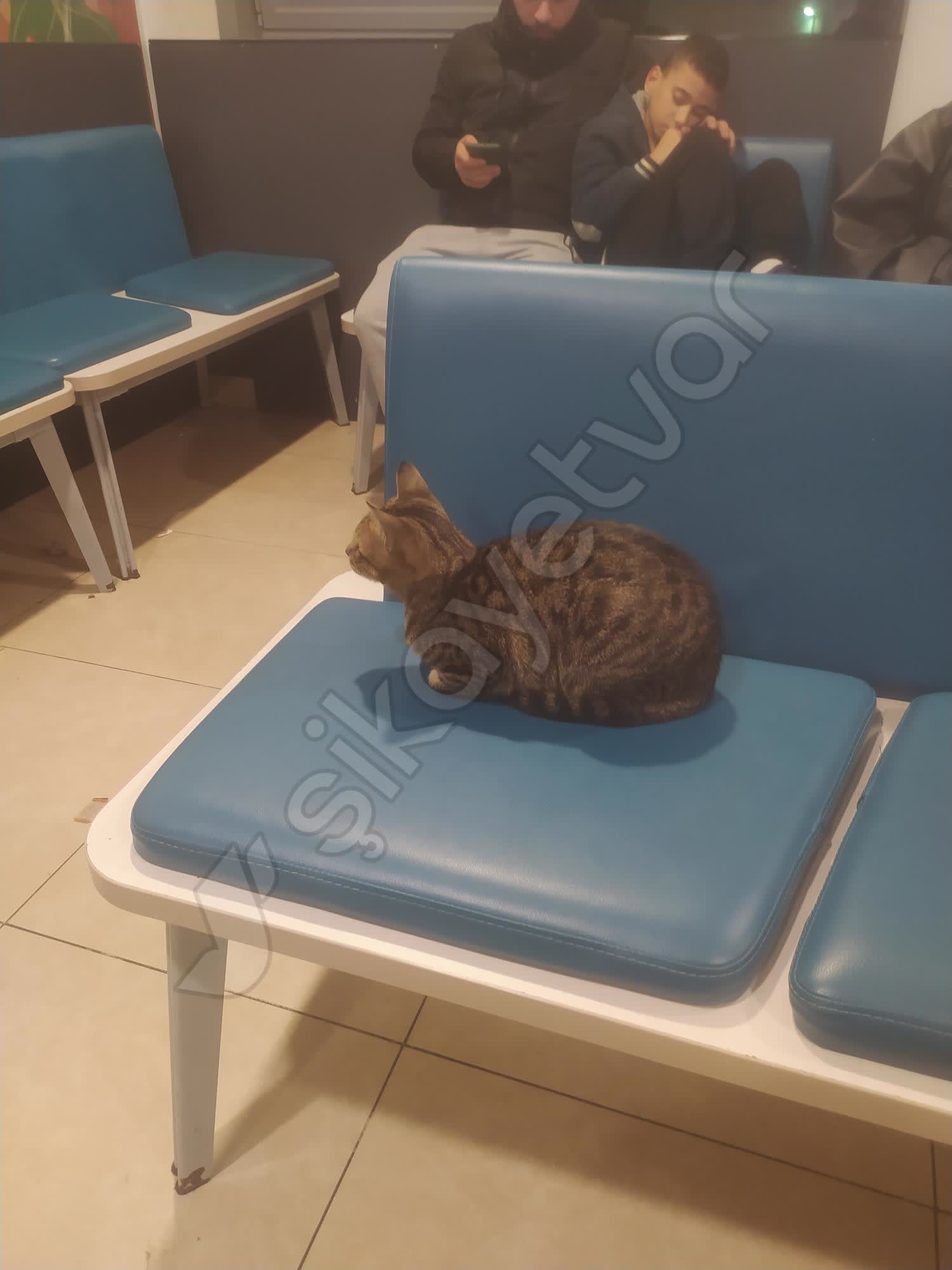 Cemil Taşçıoğlu Şehir Hastanesi Kedi Köpek Kaynıyor - Şikayetvar