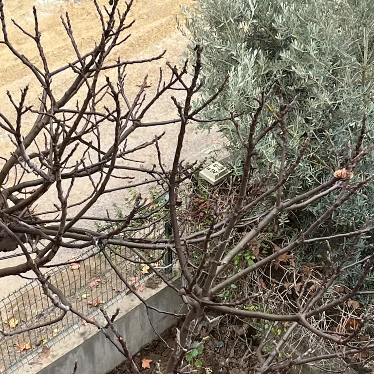 Netspeed - Şikayetvar