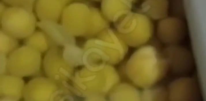 Çözüldü: Tamek Bezelyede Sümüklü Böcek... - Şikayetvar