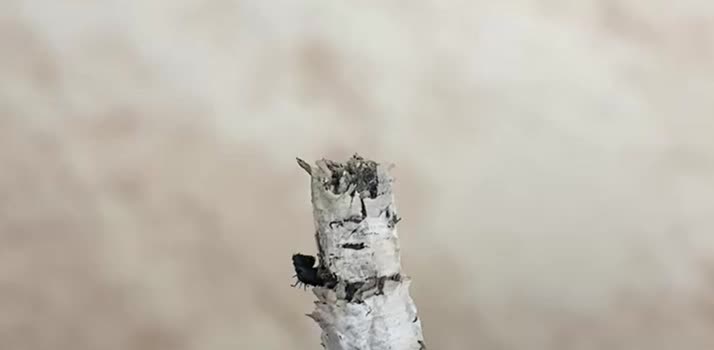 JTI Winston Slender Blue Sigara İçinde Kurt Şoku - Şikayetvar