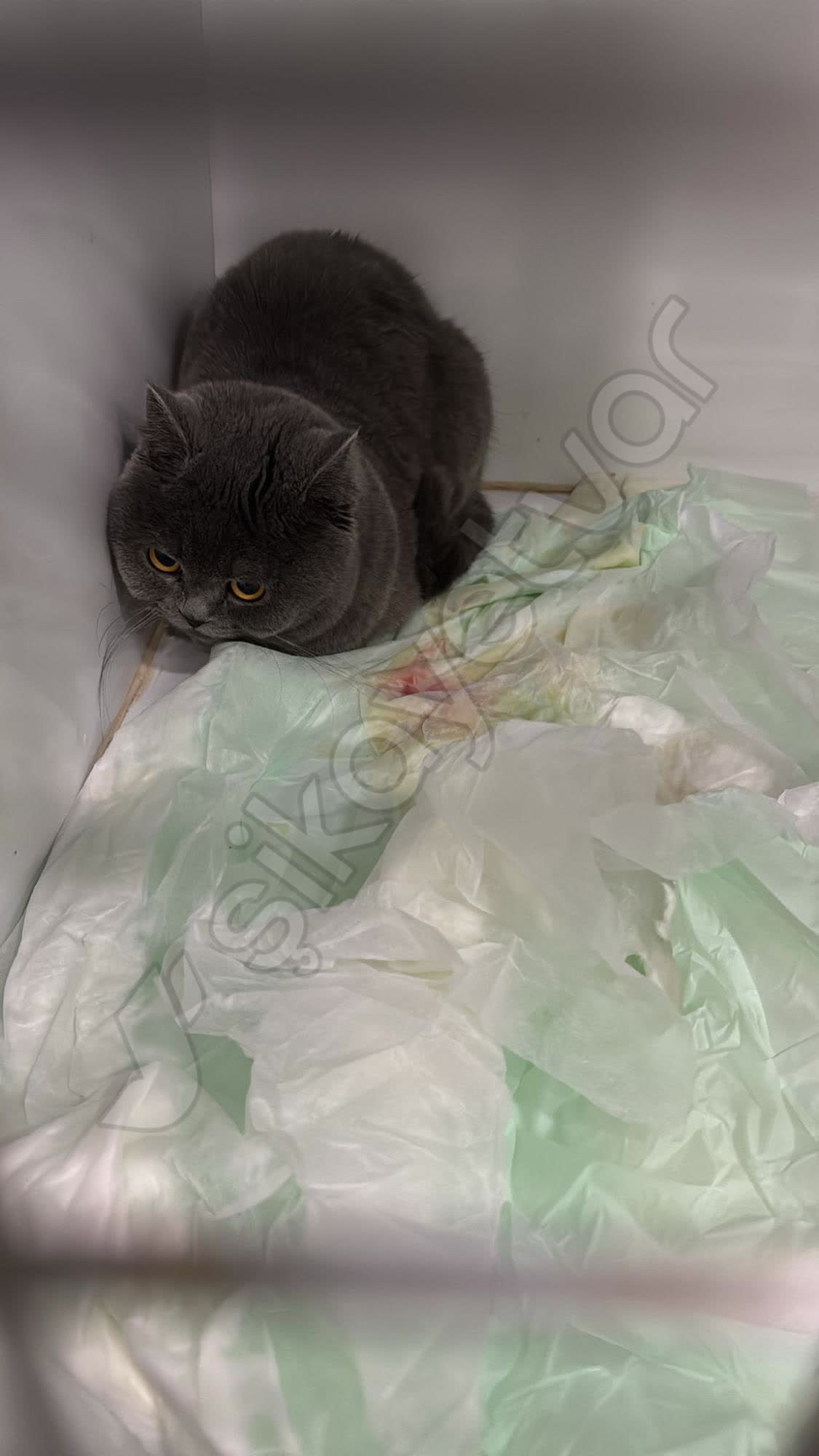 Nestle Purina PetCare Purina One Mama Kedimi Kronik Hasta Etti - Şikayetvar