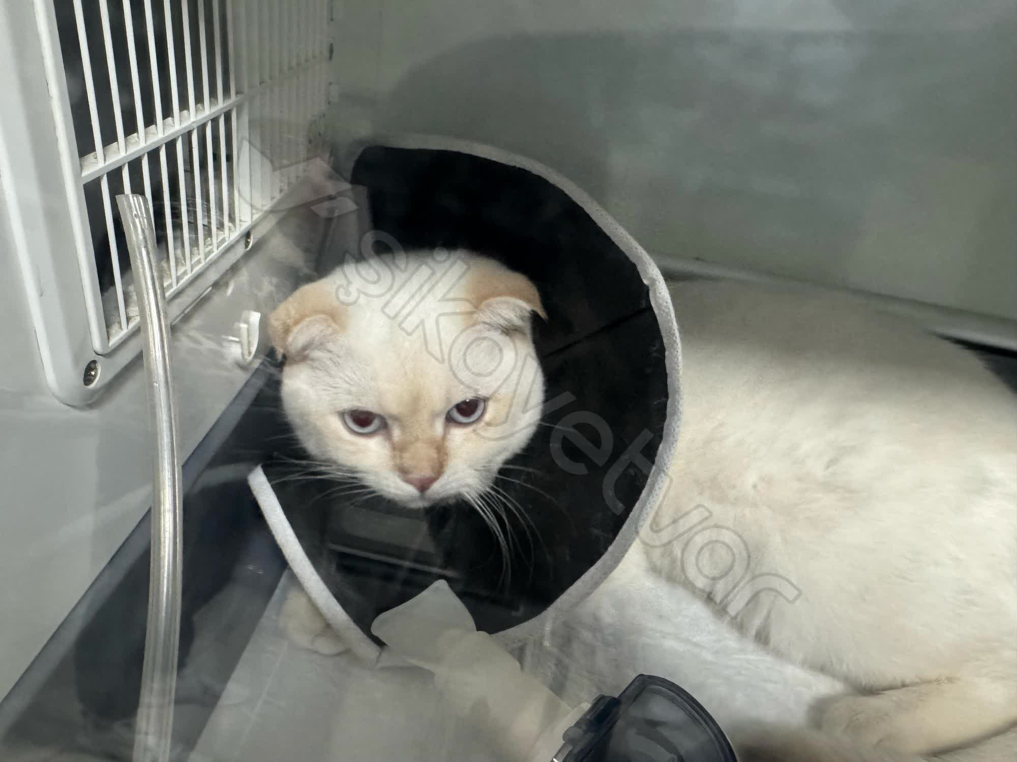 Sanatoryum Veteriner Kliniği Tamamen İhmalkâr Bir Veteriner Kliniği ...