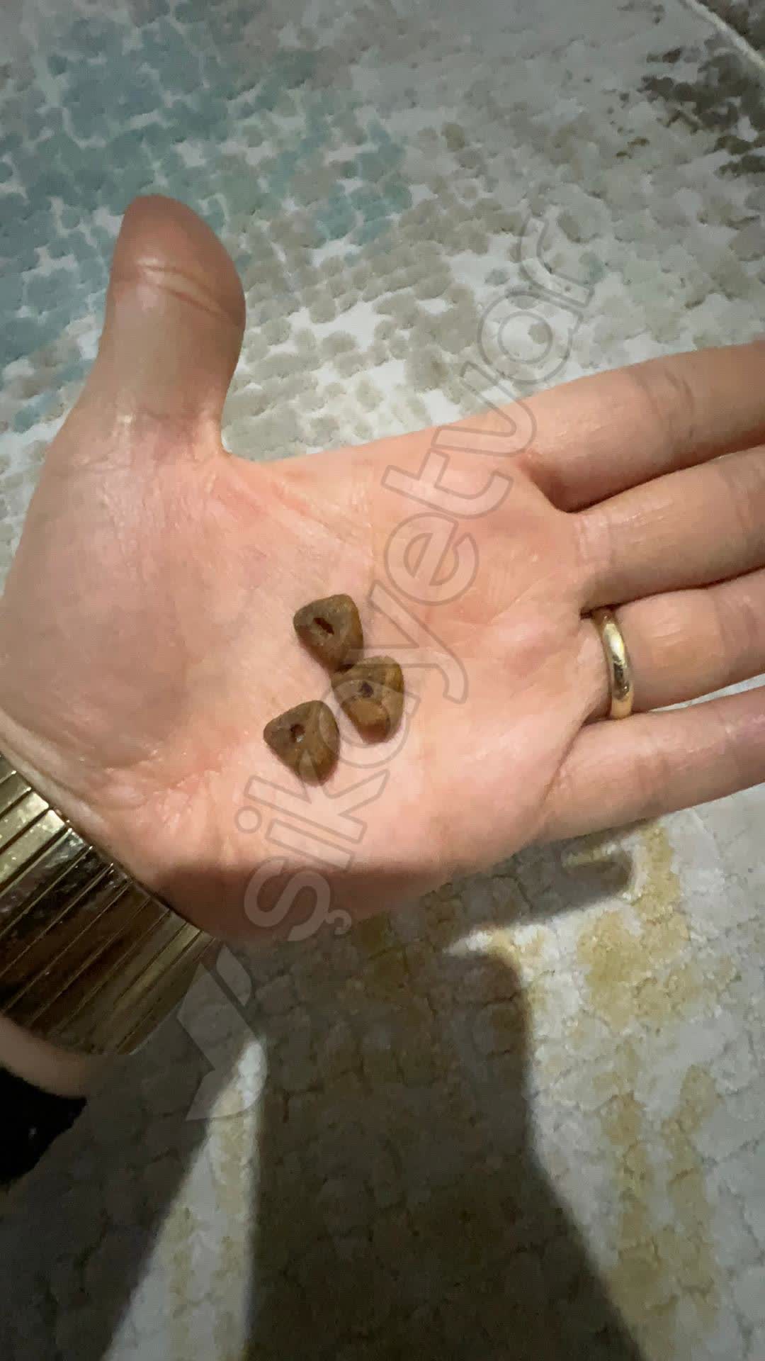 Felicia Pet Food Felicia Mama Kedimin Sağlığını Tehdit Ediyor - Şikayetvar