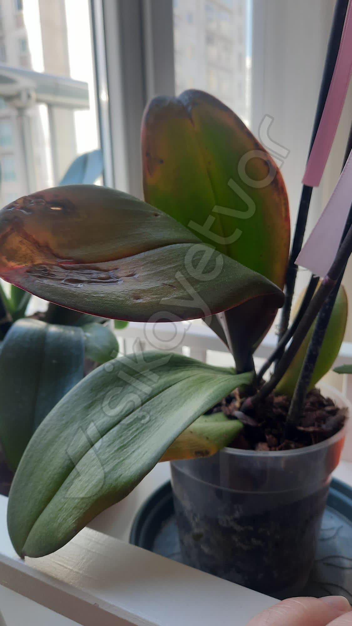 ÇiçekSepeti Çiçek Sepeti'nden Gelen Hayal Kırıklığı: Solan Orkideler ...