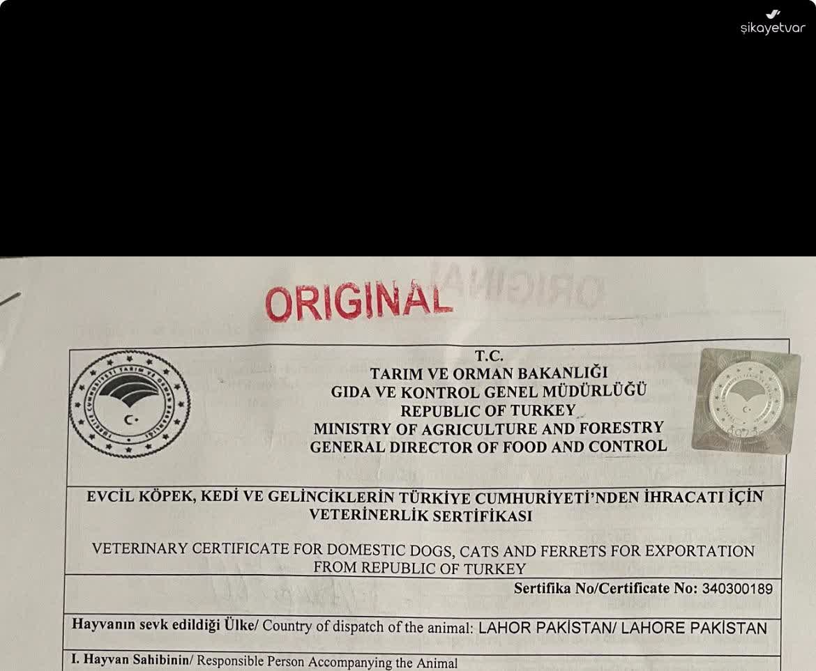 Turkish Airlines Turkish Airlines Denied Boarding to My Cat Due to ...