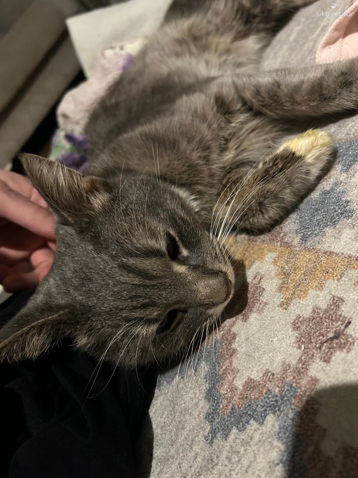 İncirli Veteriner Kliniği | Kartaltepe İncirli Veteriner Kliniği ...