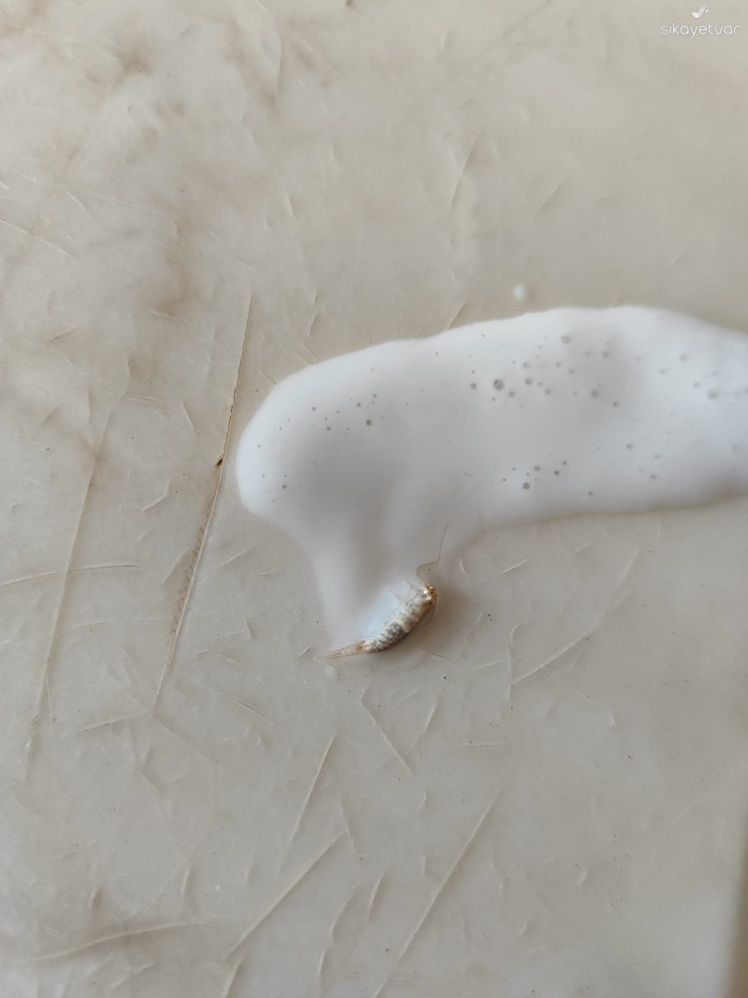 İçim Süt ve Süt Ürünleri Kefirden Çıkan Böcek Şoku - Şikayetvar