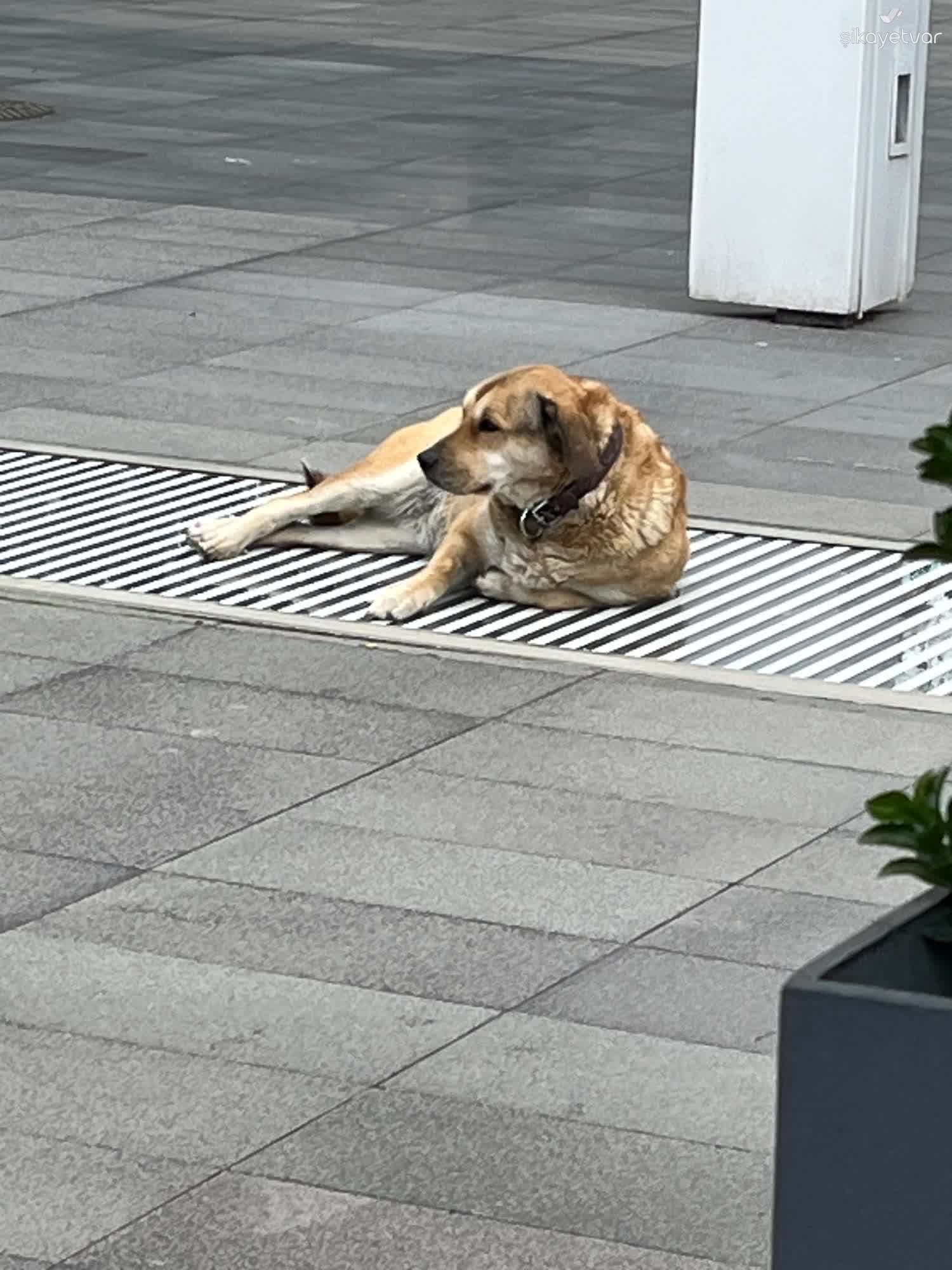 Ataşehir Belediyesi Quick Tower Plaza'da Başıboş Köpek Nedeniyle ...