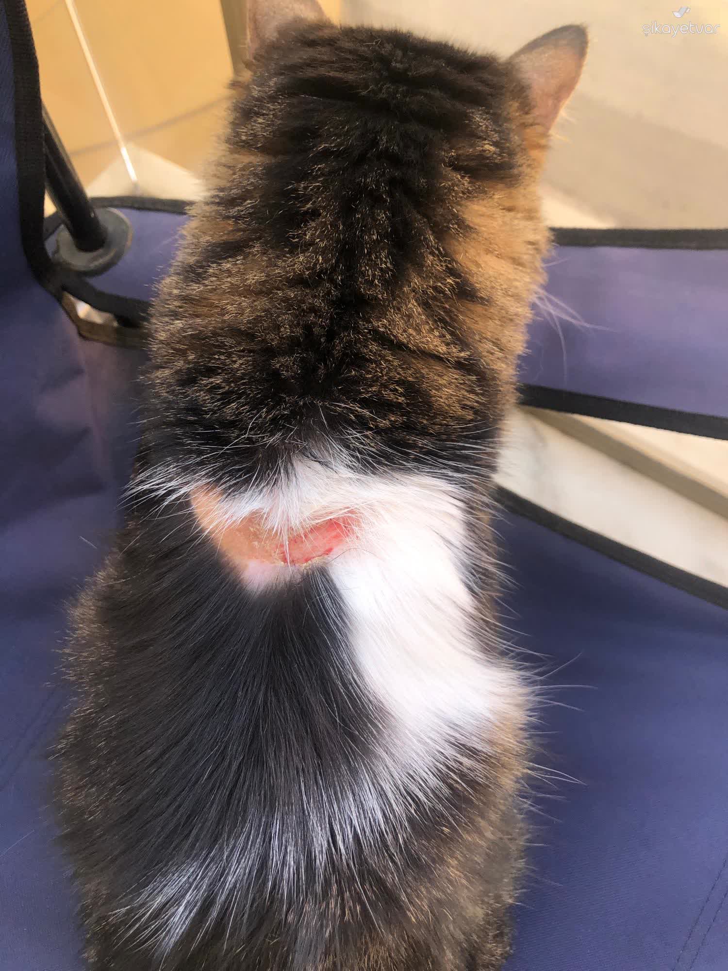 Boehringer Ingelheim İlaç Nexgard Combo Kedimde Alerji Yaptı - Şikayetvar