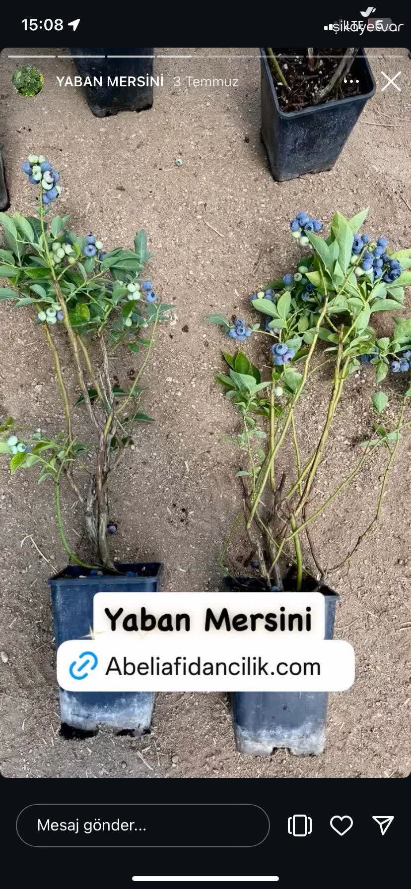 Abelia Fidancılık Gelen Fidelerle Reklamda Gösterilenlerin Alakası Bile ...