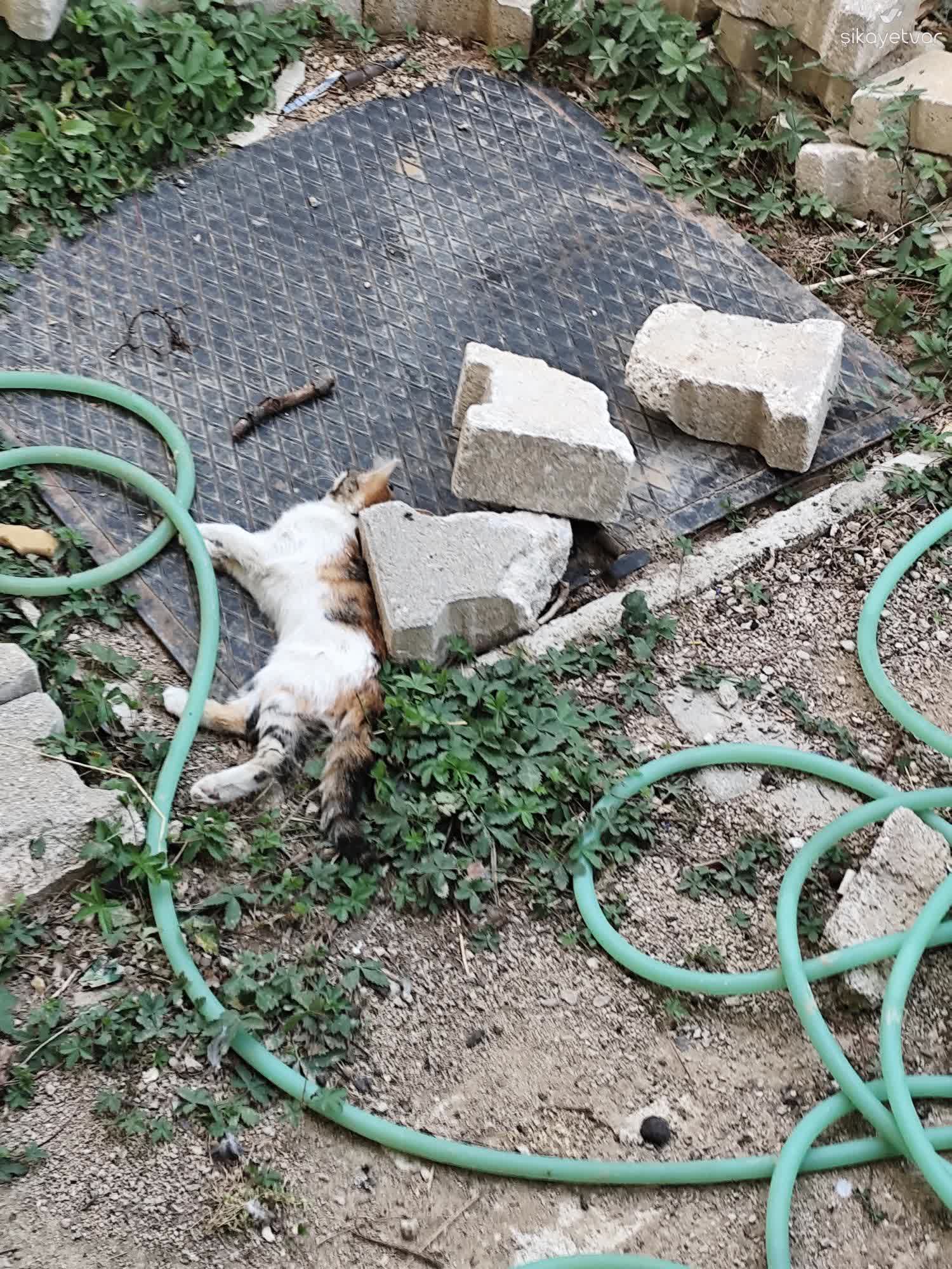 Bozkır Belediyesi TOKİ B1.3 Blokta Kedi İstilası Ve Pire Sorunu ...